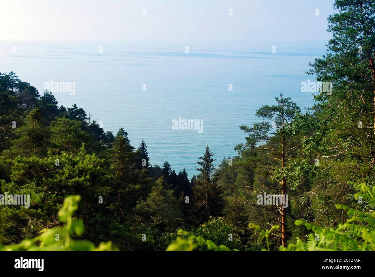 TRABZON, TURKEY - JUNE 28, 2008: Camburnu, Pine Trees and Black Sea ...