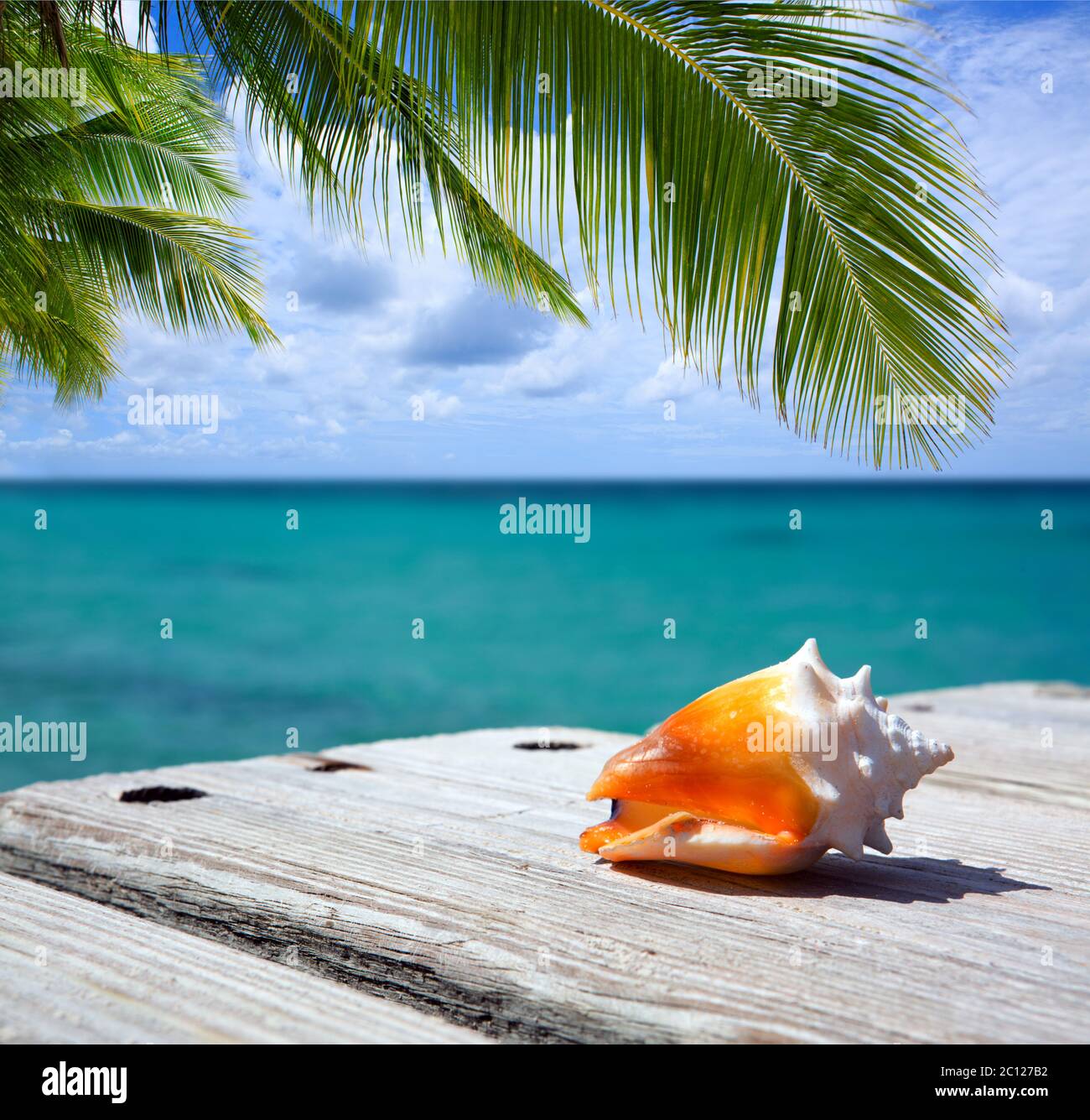 Sea shell on wooden background and palm leaf Stock Photo - Alamy