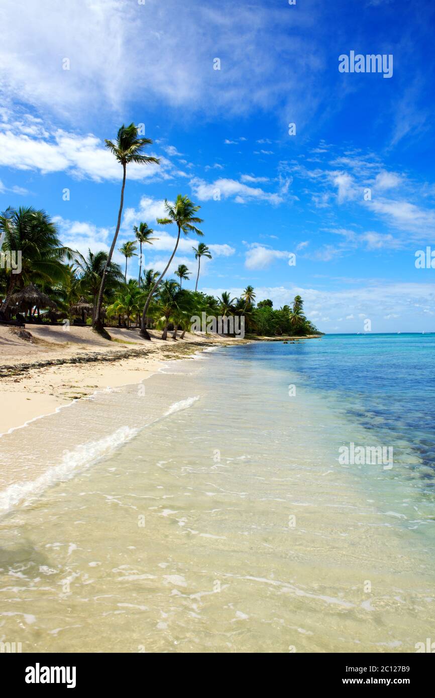 Caribbean sea and palms Stock Photo - Alamy