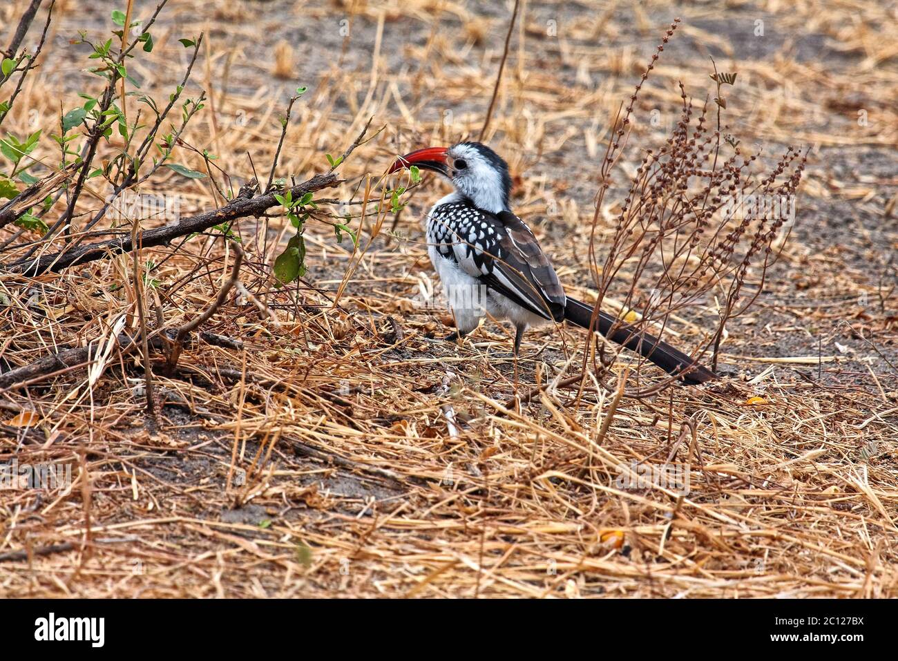 Long curved bill adapted for digging hi-res stock photography and ...