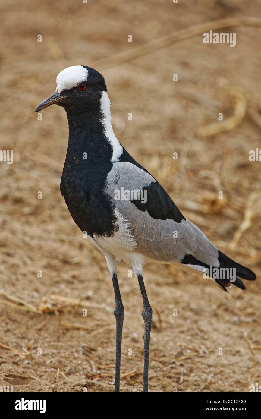 Blacksmith lapwing, bird; black, grey, white, long legs, wildlife ...