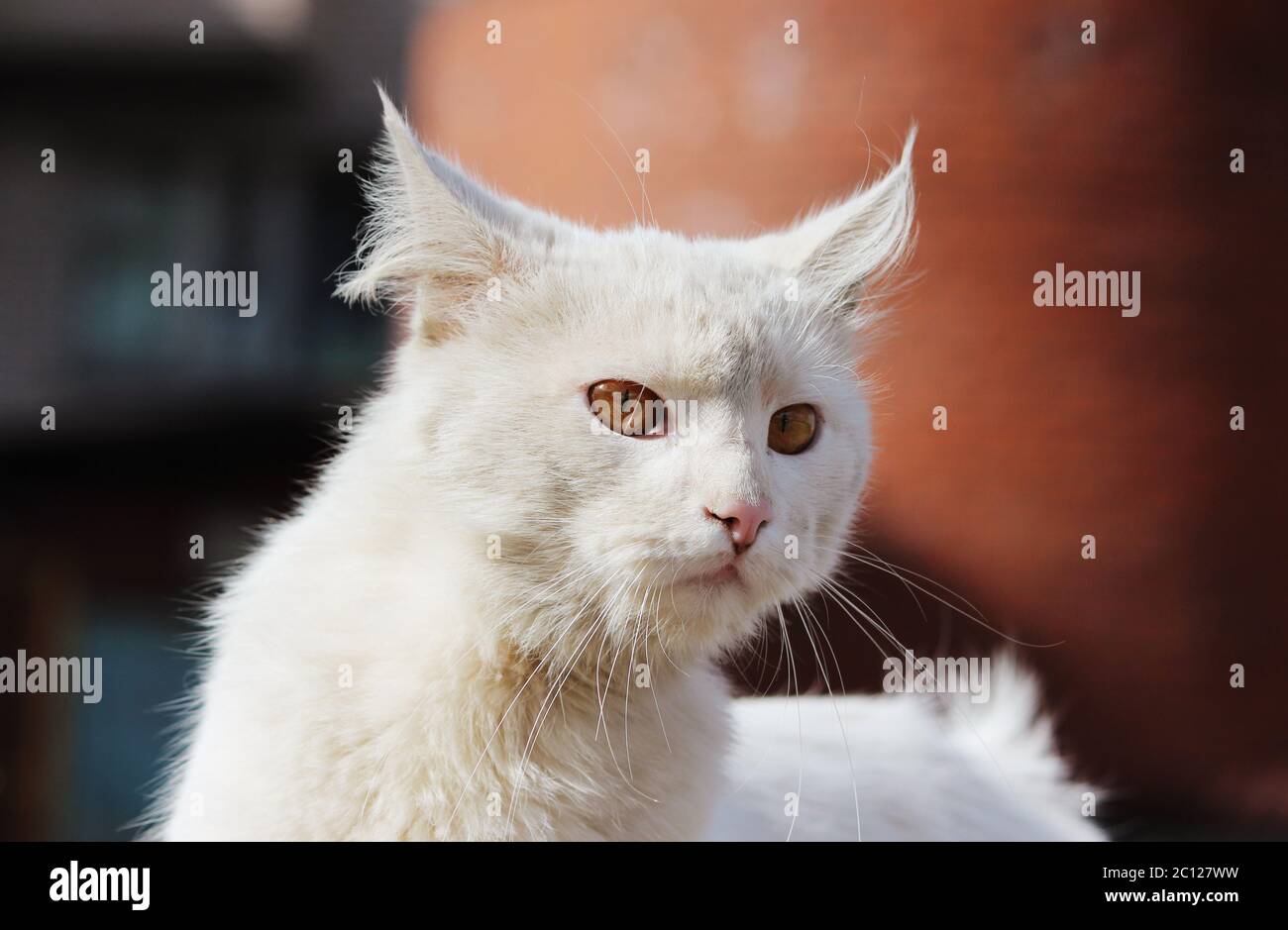 Nice white single homeless cat with orange eyes is posing outdoors on a ...
