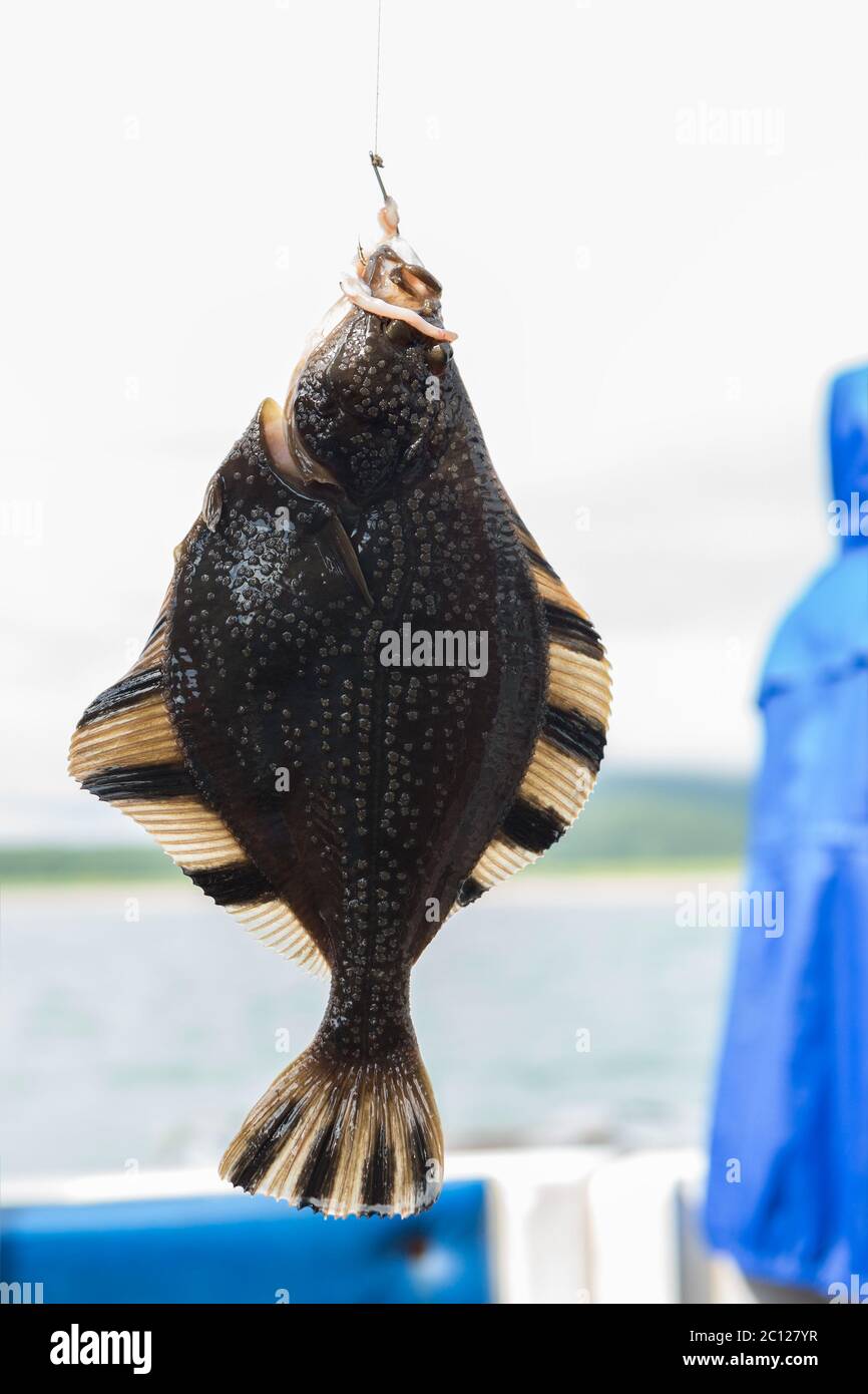Flounder on hook. Bottom sea fishing in the Pacific near Kamchatka ...