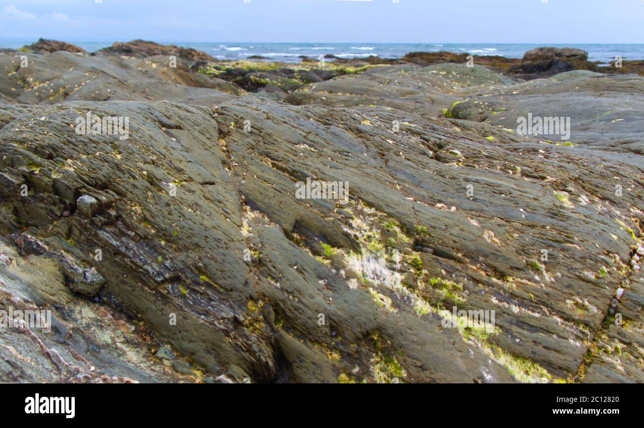 Sea shells cornwall hi-res stock photography and images - Alamy
