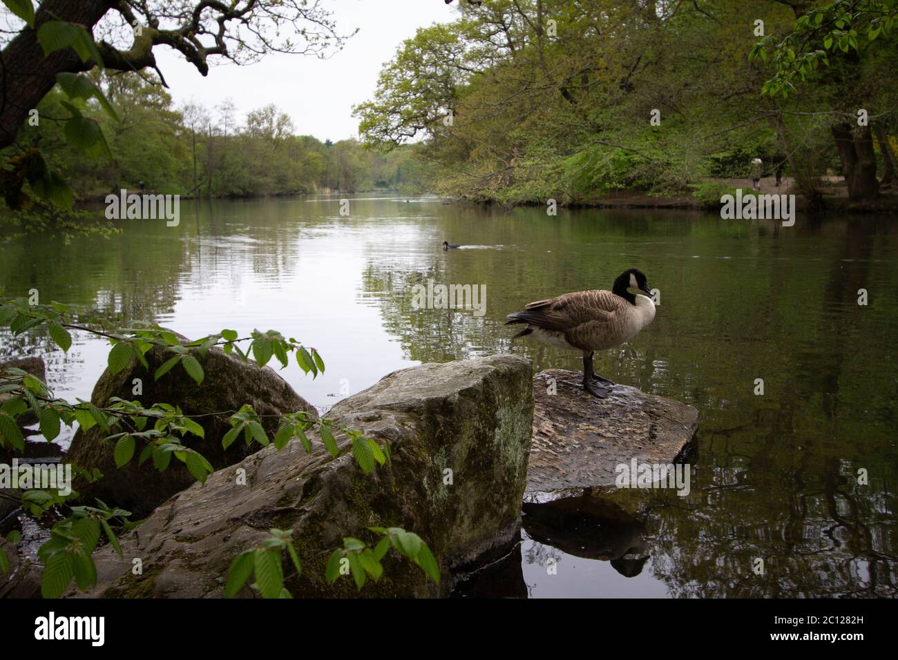 Summer at HIghams Park Lake, London, UK Stock Photo - Alamy
