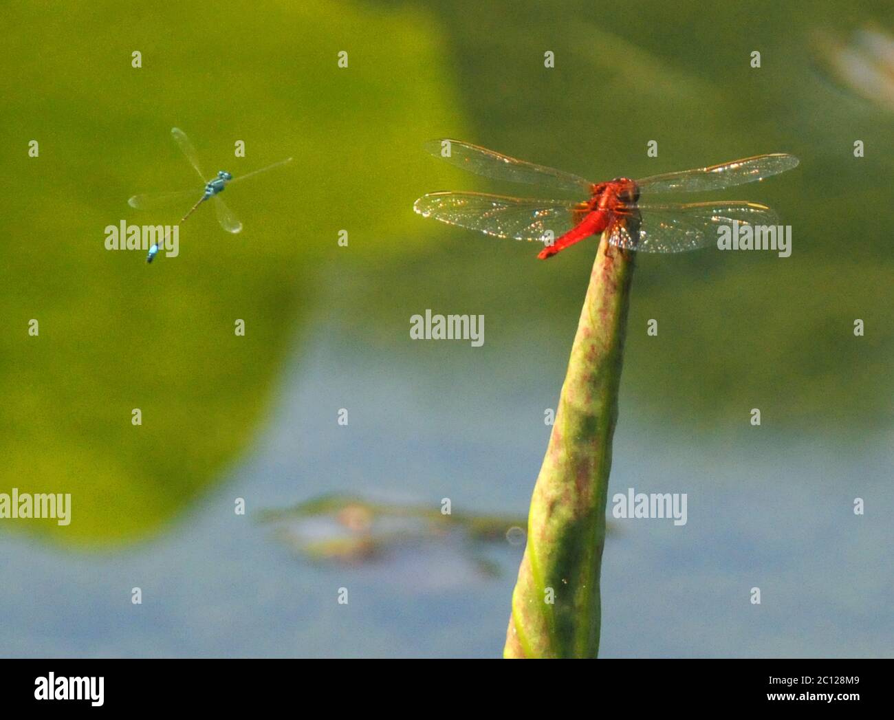 Dragonflies of asia hi-res stock photography and images - Alamy