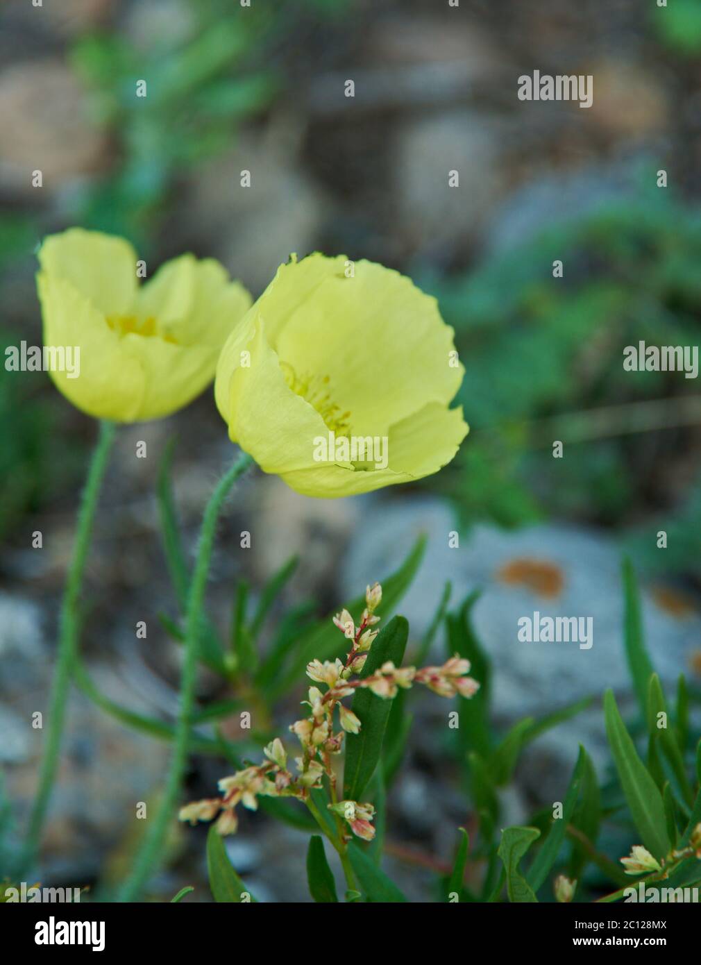Siberia poppies hi-res stock photography and images - Alamy