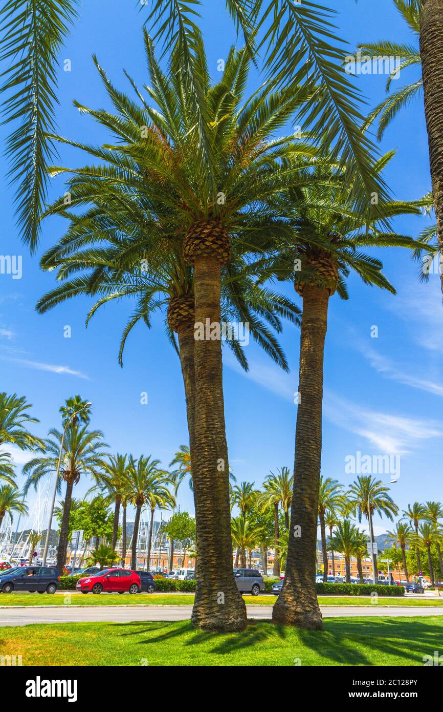 Palma de Mallorca seaside sightseeing tour walkway with palm trees ...