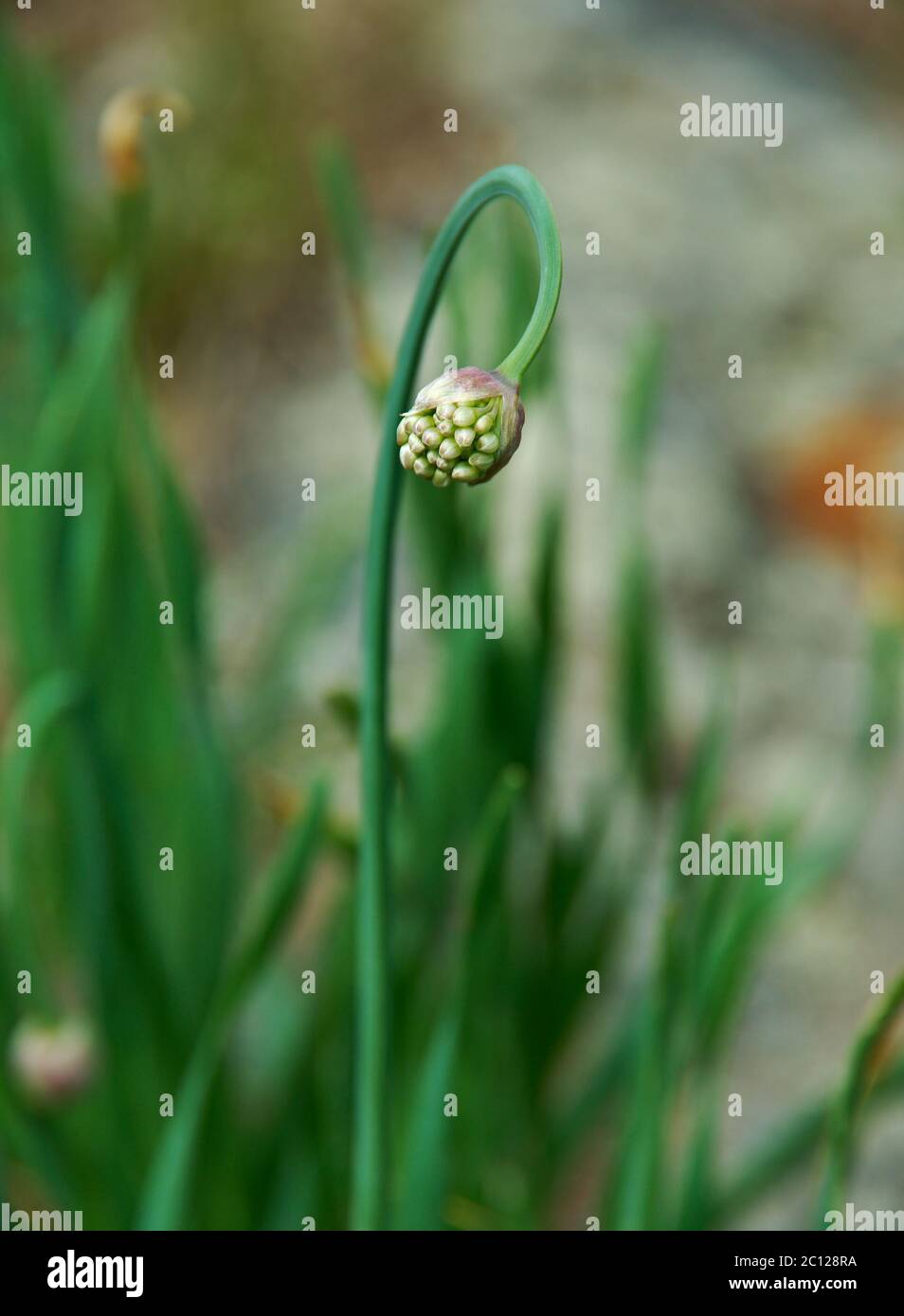 Allium altaicum hi-res stock photography and images - Alamy