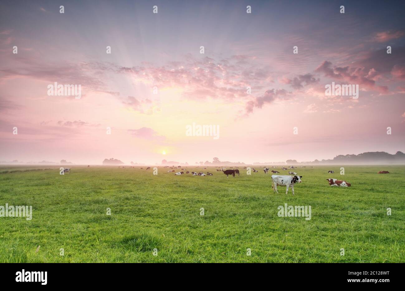 Green pasture sunrise hi-res stock photography and images - Alamy