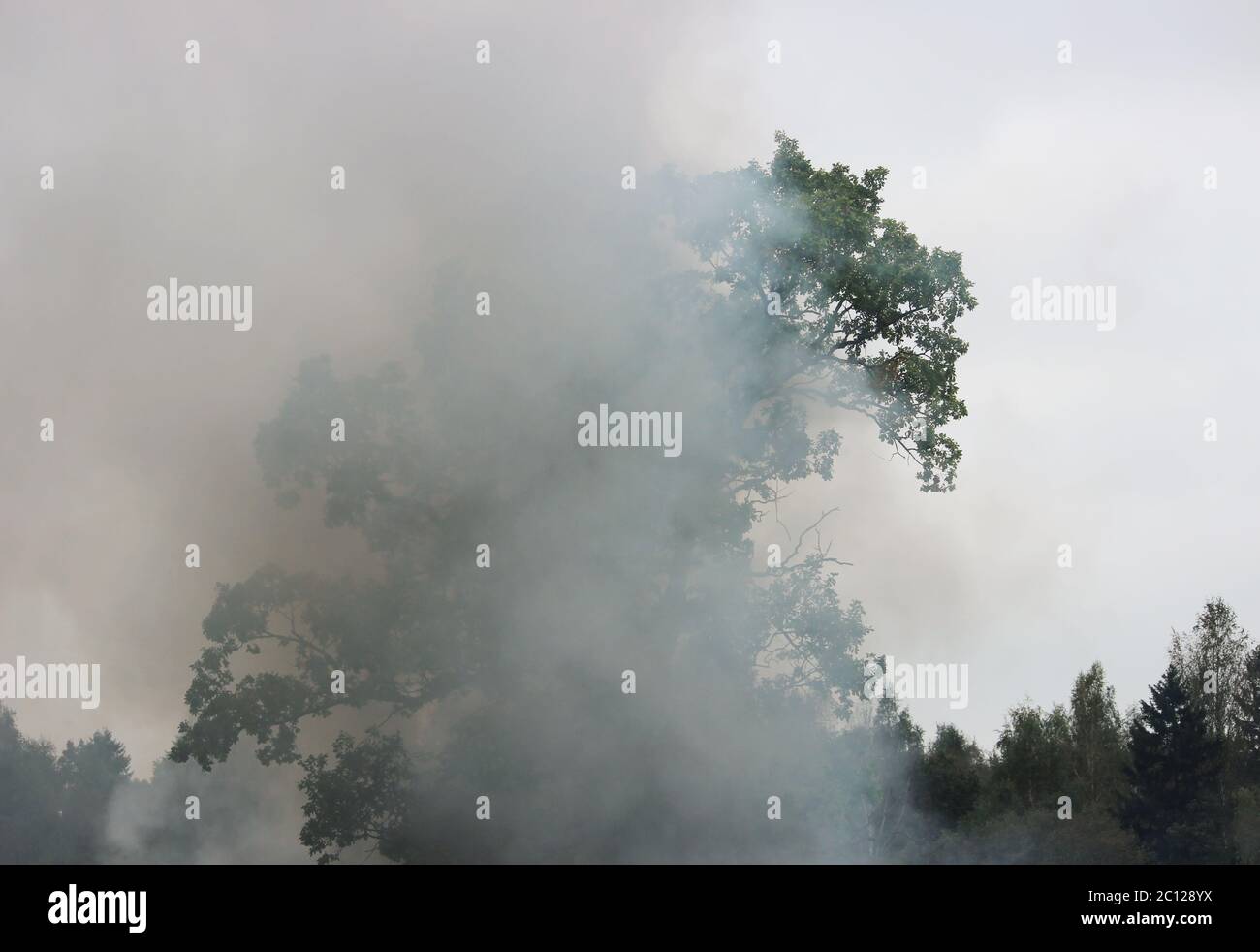 smoke from a fire in the forest. texture Stock Photo - Alamy
