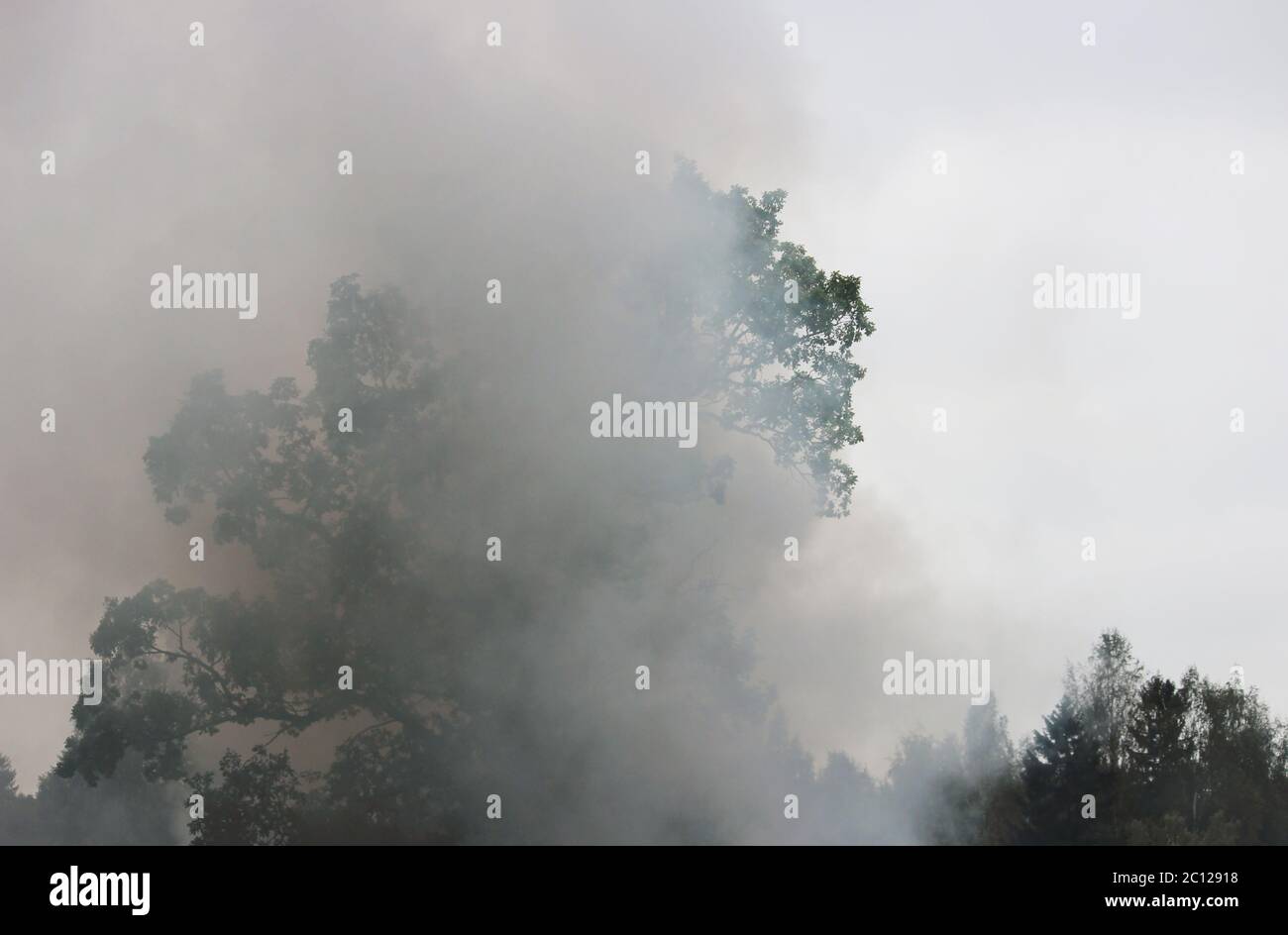 smoke from a fire in the forest. texture Stock Photo - Alamy