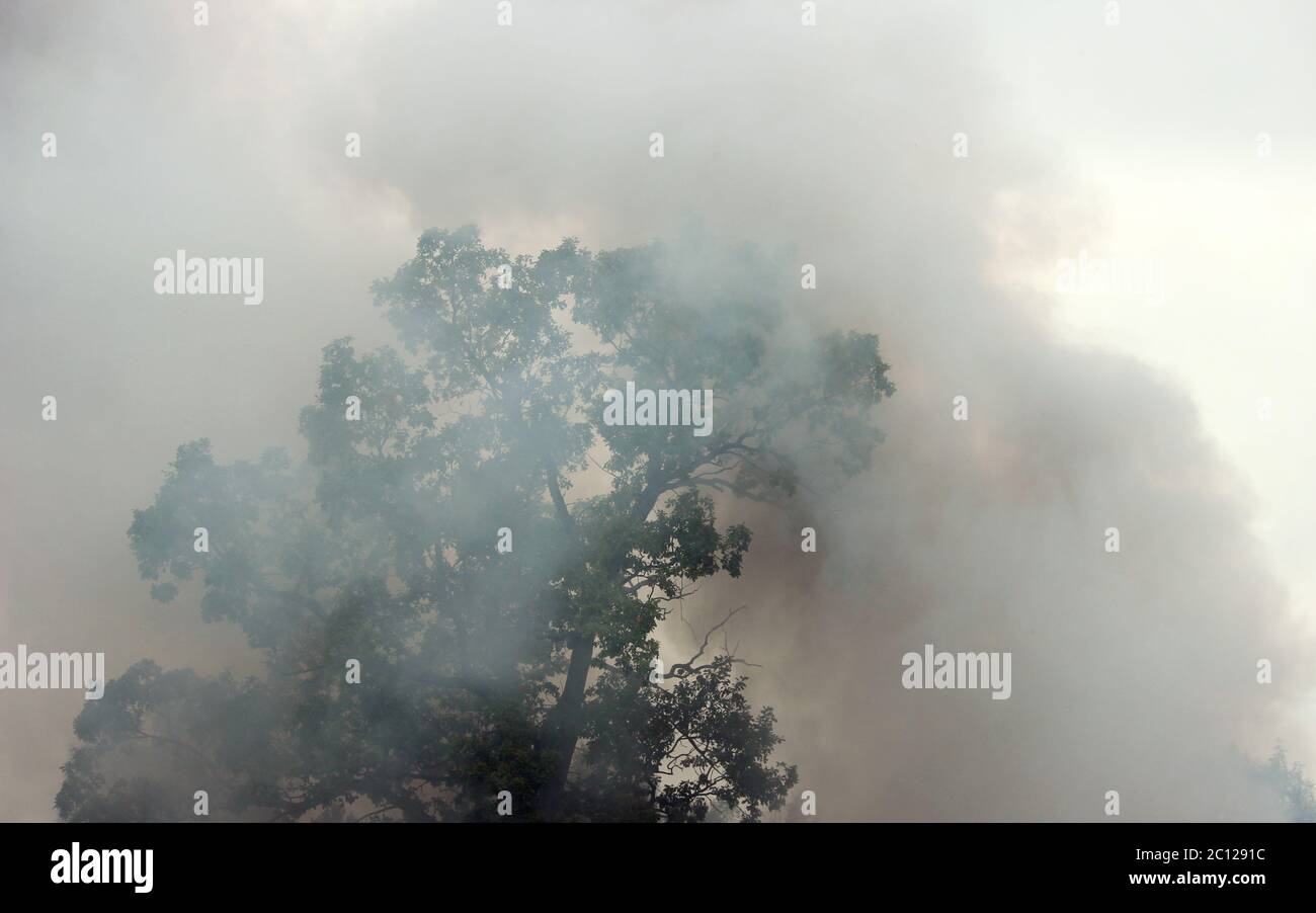 smoke from a fire in the forest. texture Stock Photo - Alamy