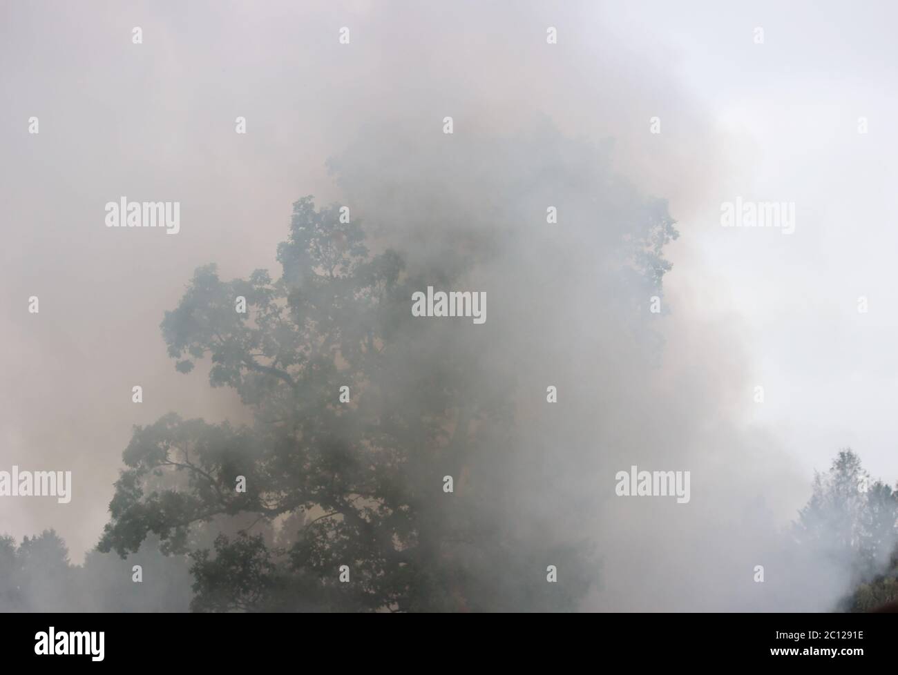 smoke from a fire in the forest. texture Stock Photo - Alamy
