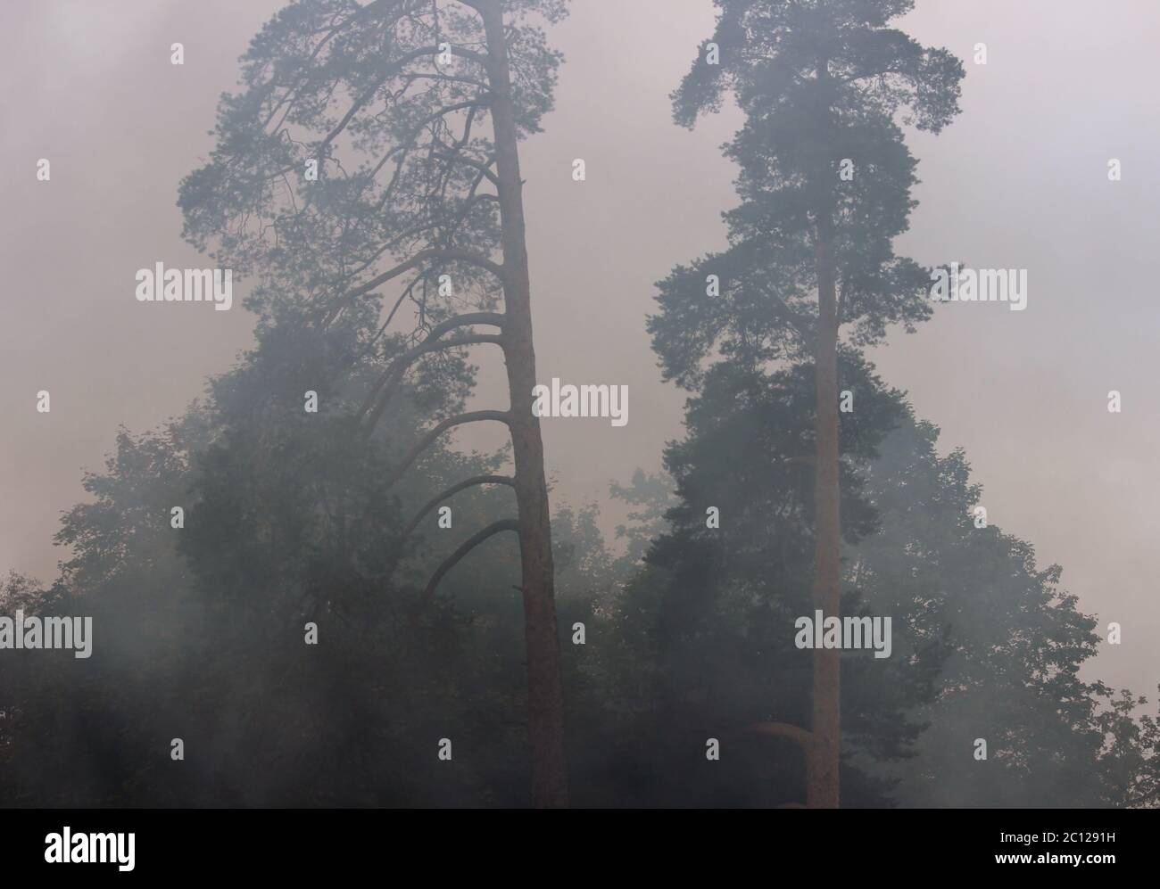 smoke from a fire in the forest. texture Stock Photo - Alamy