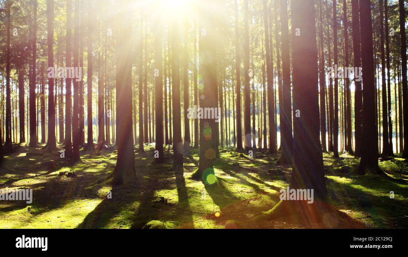 Bright sun in the forest Stock Photo - Alamy