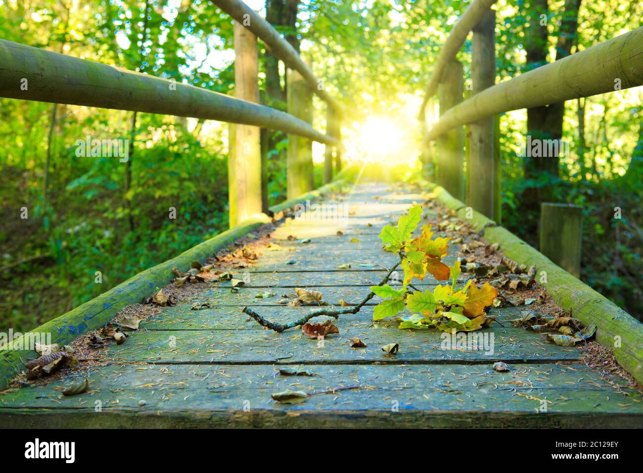 Wood bridge forest hi-res stock photography and images - Alamy