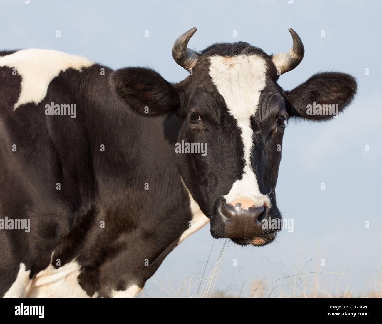 Black cow hay hi-res stock photography and images - Alamy