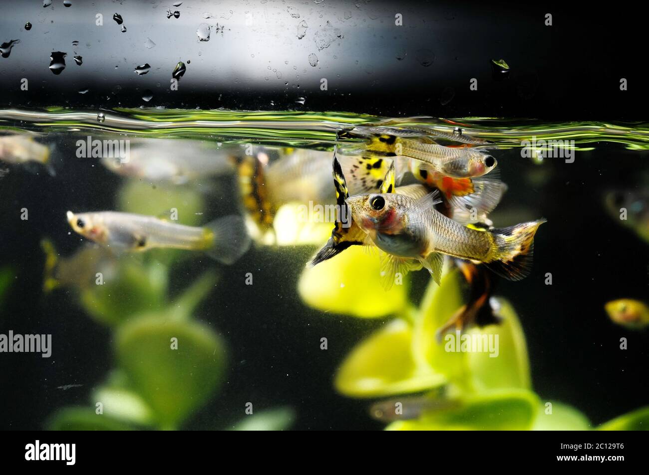 Guppy Multi Colored Fish Stock Photo - Alamy