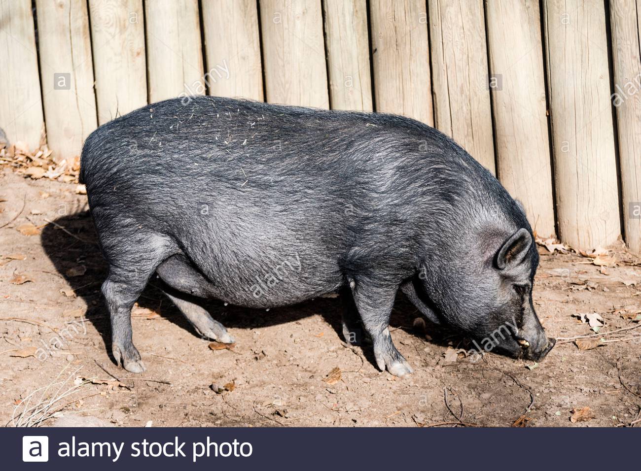 Pig Sus Scrofa High Resolution Stock Photography and Images - Alamy