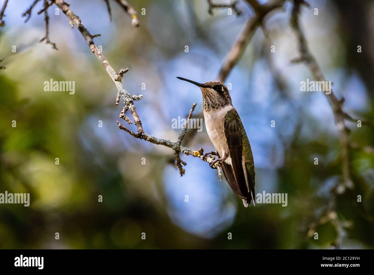 Hummingbird resting on a tree branch Stock Photo - Alamy