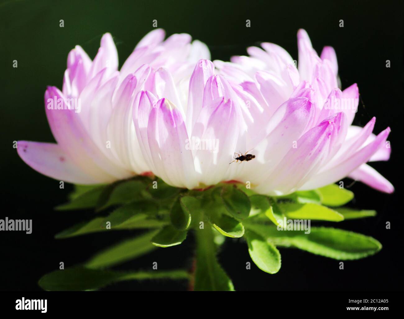 Lone flower hi-res stock photography and images - Alamy