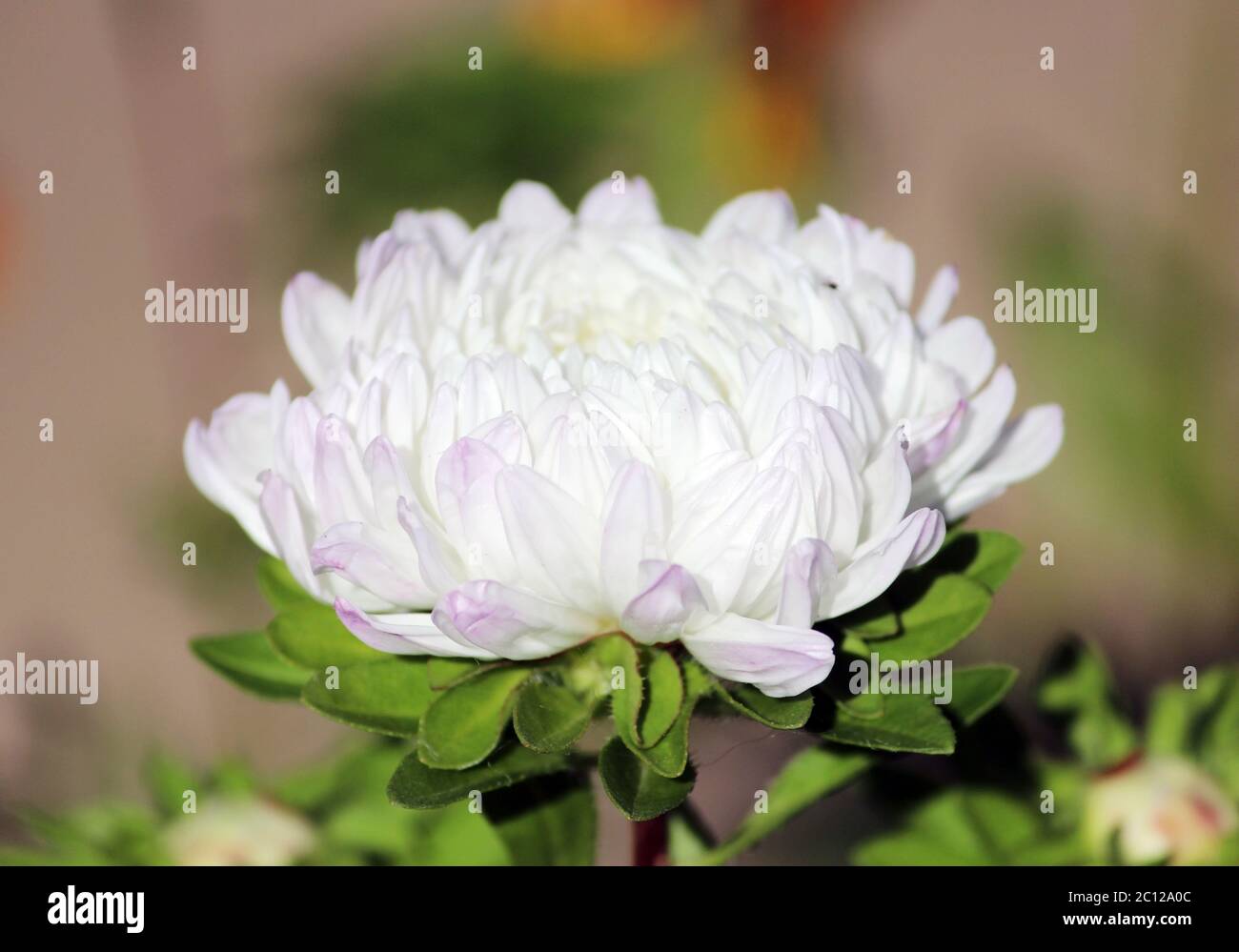 Aster beautiful hi-res stock photography and images - Alamy