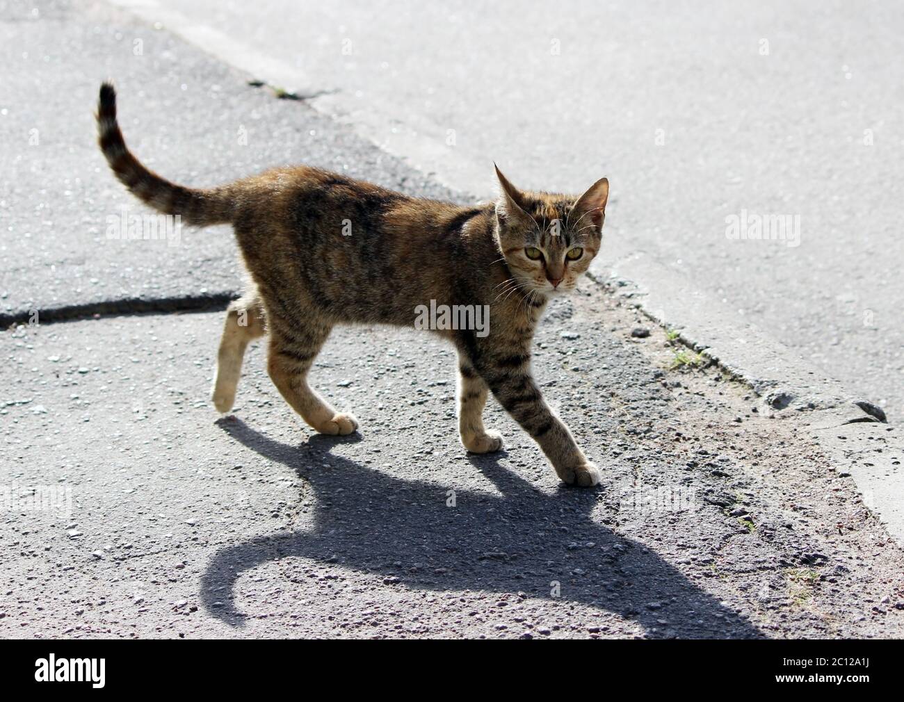 lonely stray cat tortoiseshell tricolor color is the asphalt on the ...