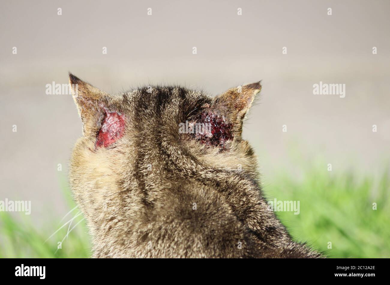 hardened homeless cat reed color with injuries to the ear and scabies ...