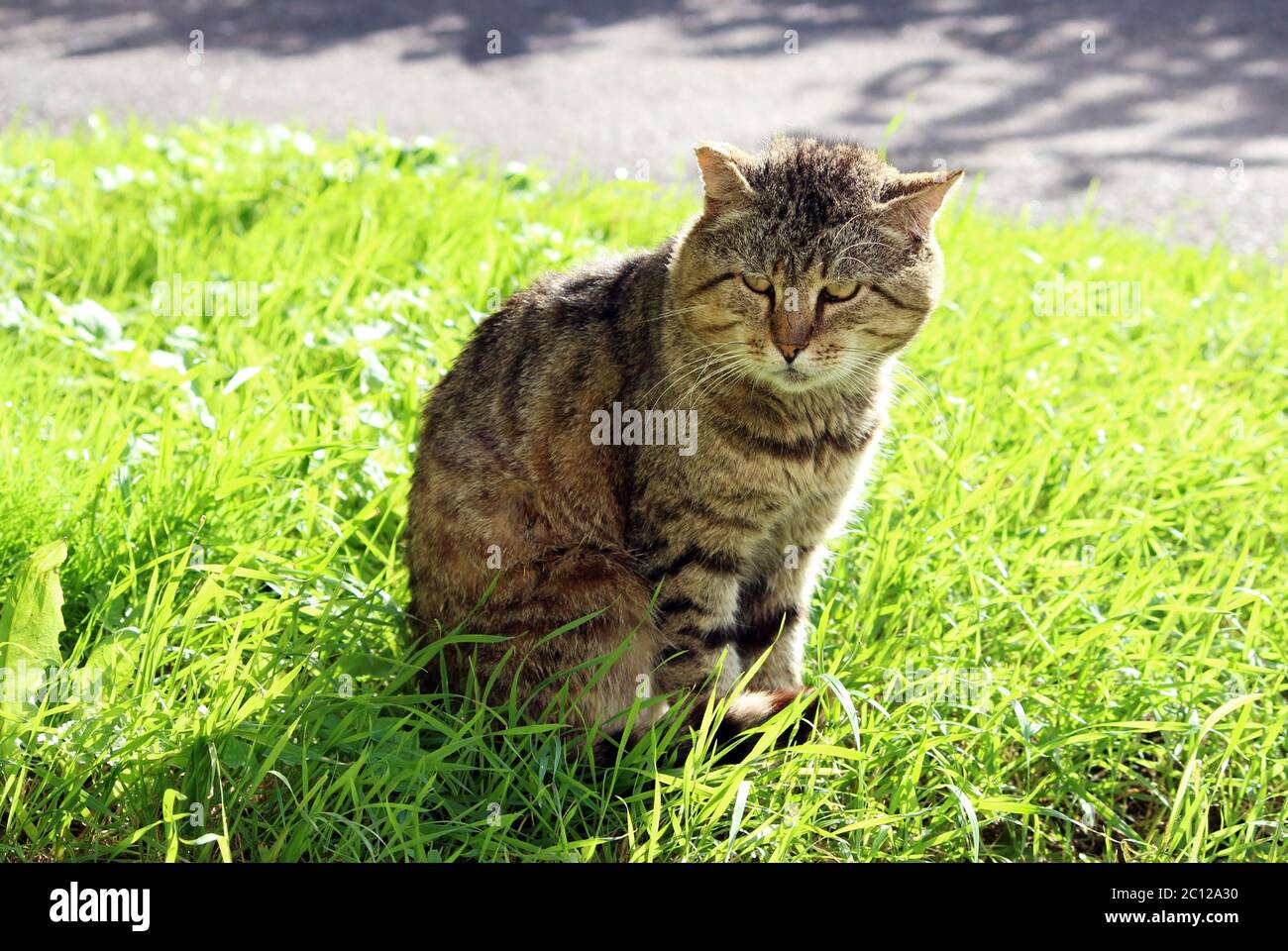 hardened homeless cat reed color with wounds after a fight Stock Photo ...