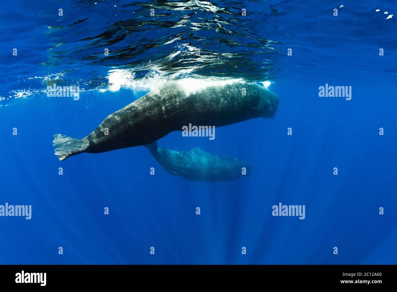 Underwater sperm whales hi-res stock photography and images - Alamy