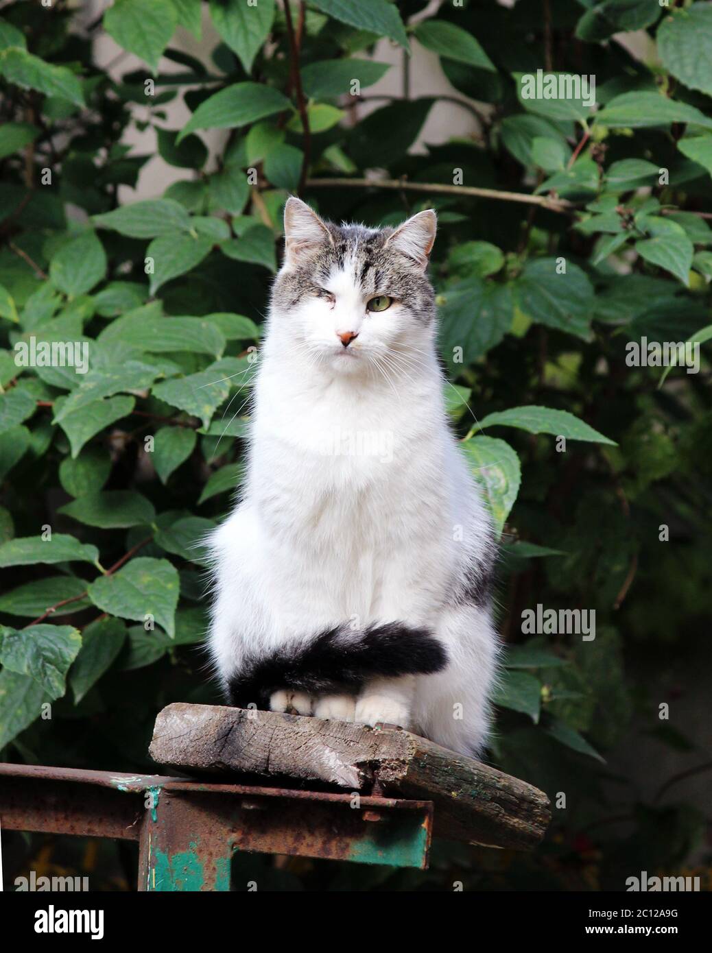 cat infected with feline herpesvirus - Feline viral rhinotracheitis or ...