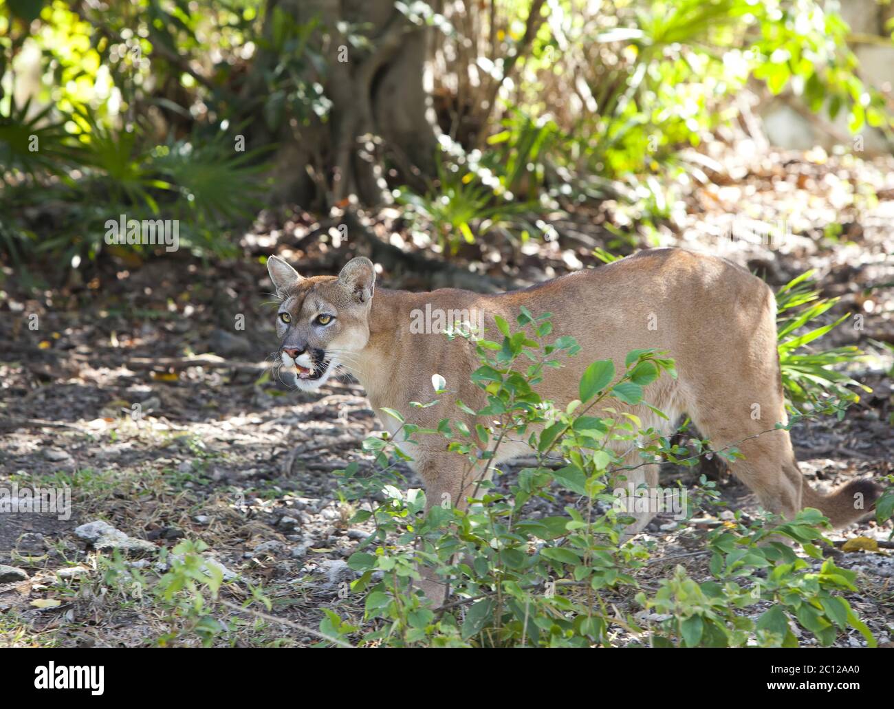 Puma habitat hi-res stock photography and images - Alamy