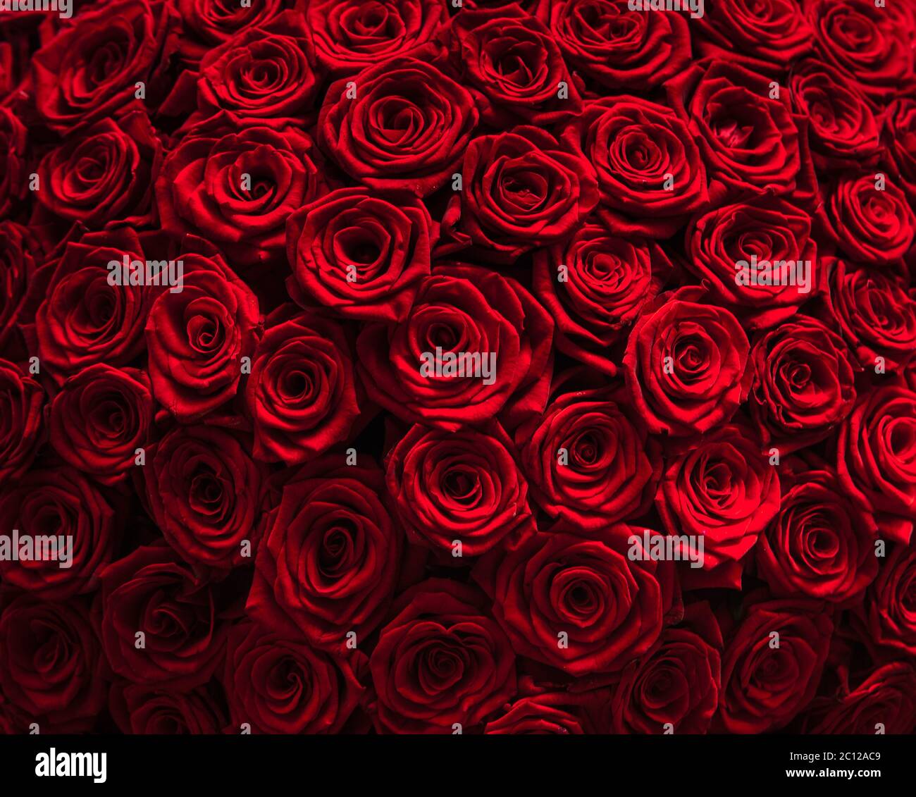 Red natural roses background Stock Photo - Alamy
