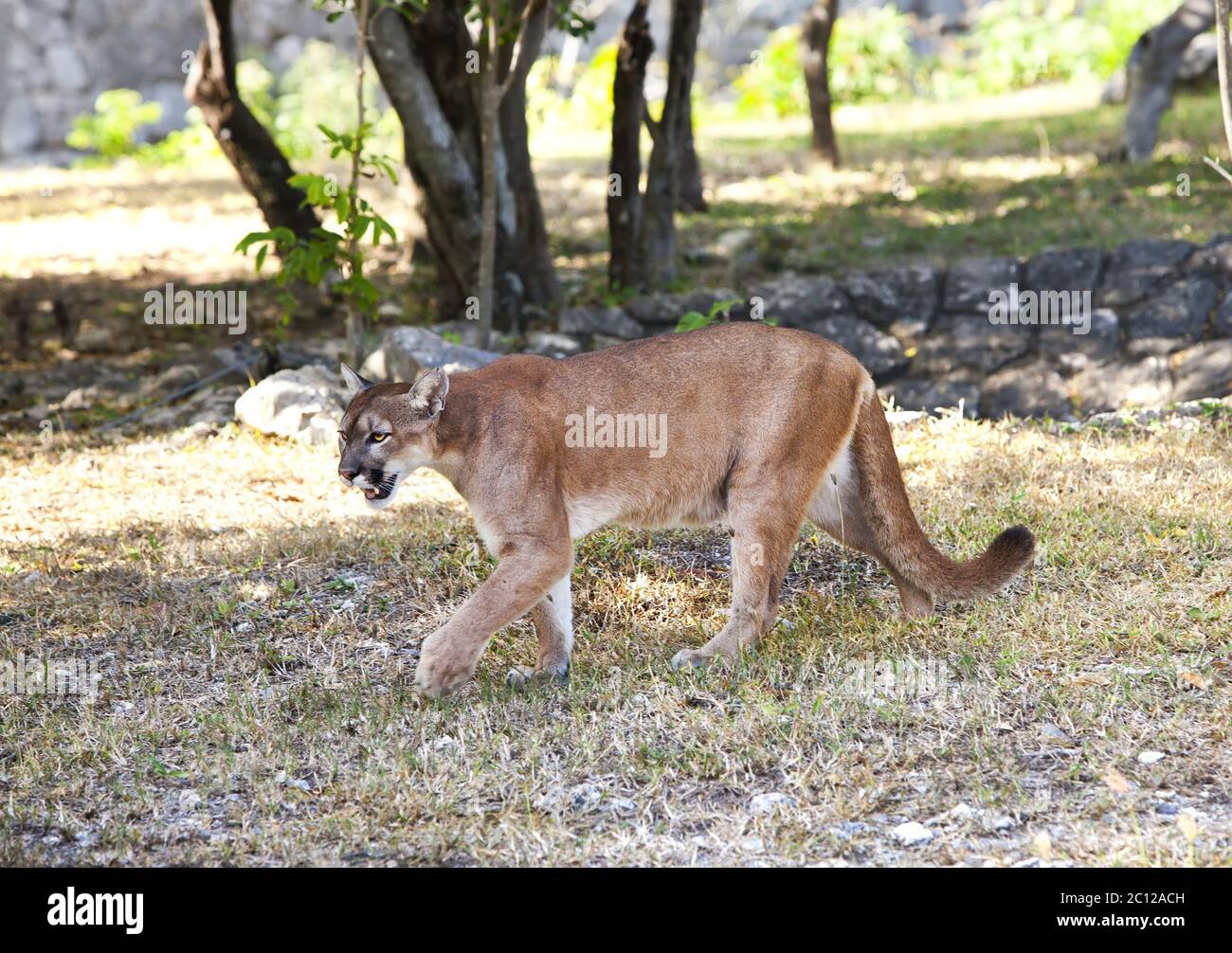 puma on the forest road Stock Photo - Alamy