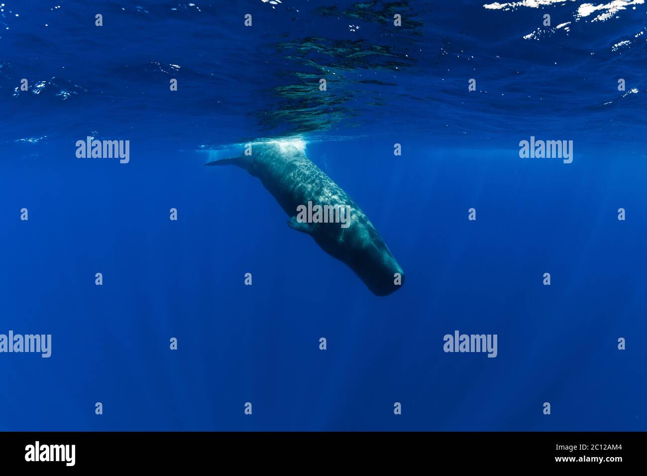 Sperm whale dive underwater in blue ocean, Mauritius Stock Photo - Alamy