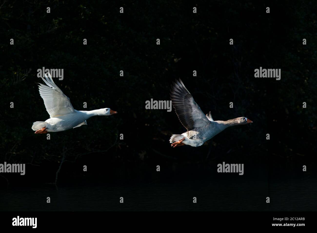 Geese flying with the dark bush background Stock Photo - Alamy