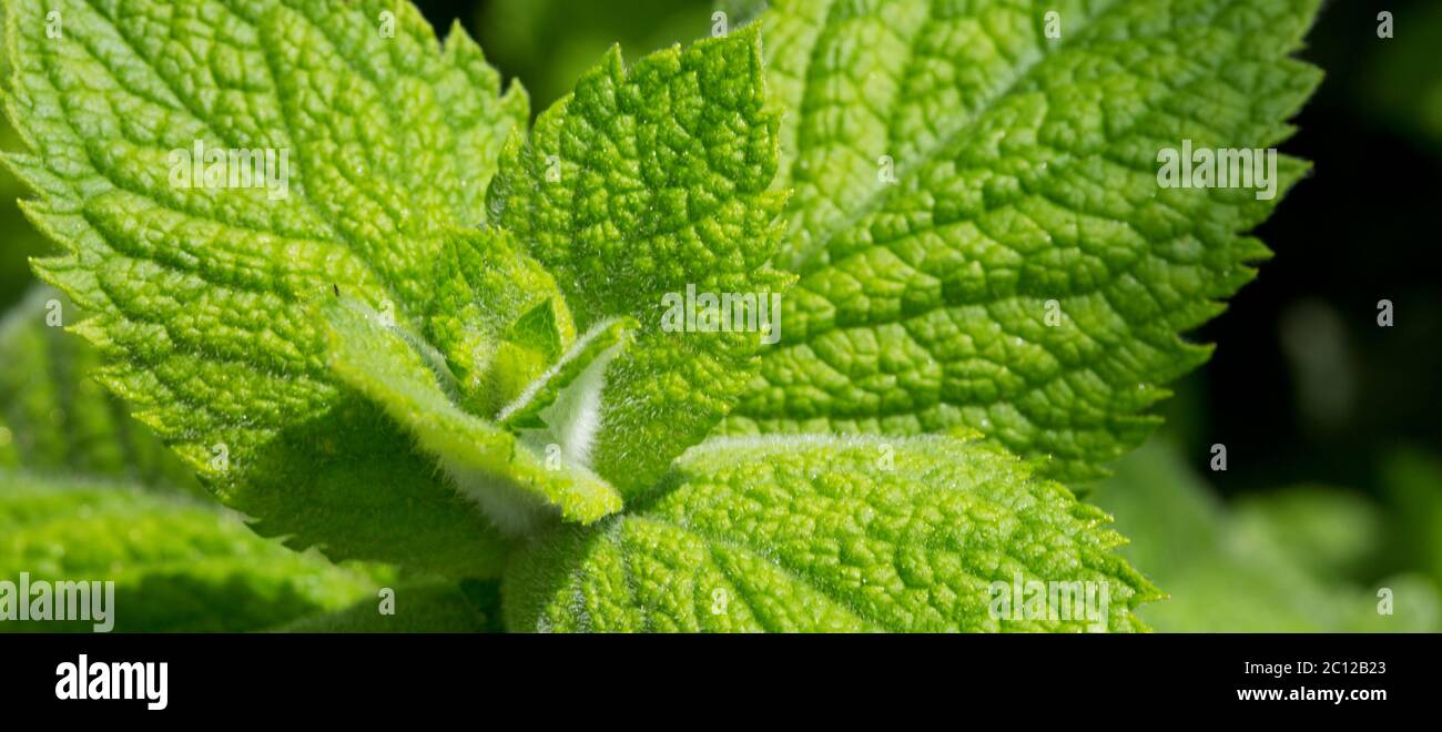Close up green peppermint leaves Stock Photo - Alamy
