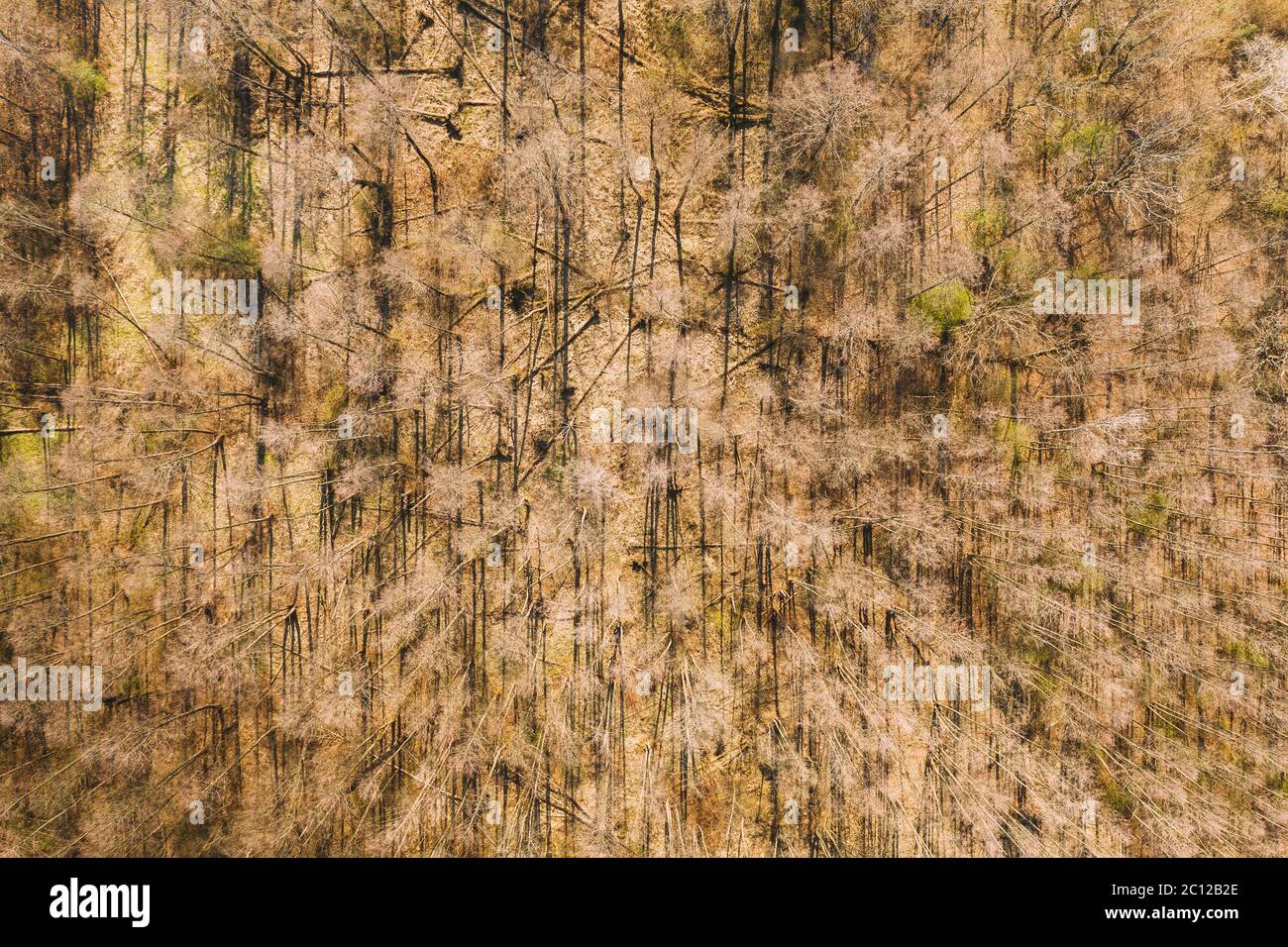Aerial View Of Deciduous Trees Without Foliage Leaves In Landscape At ...