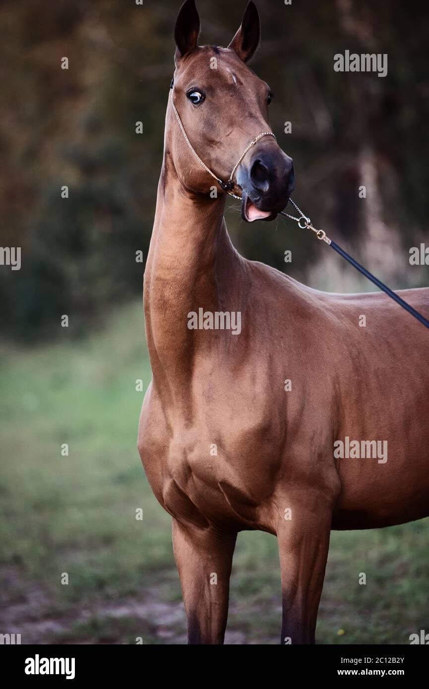 funny portrait of akhalteke mare at evening Stock Photo - Alamy