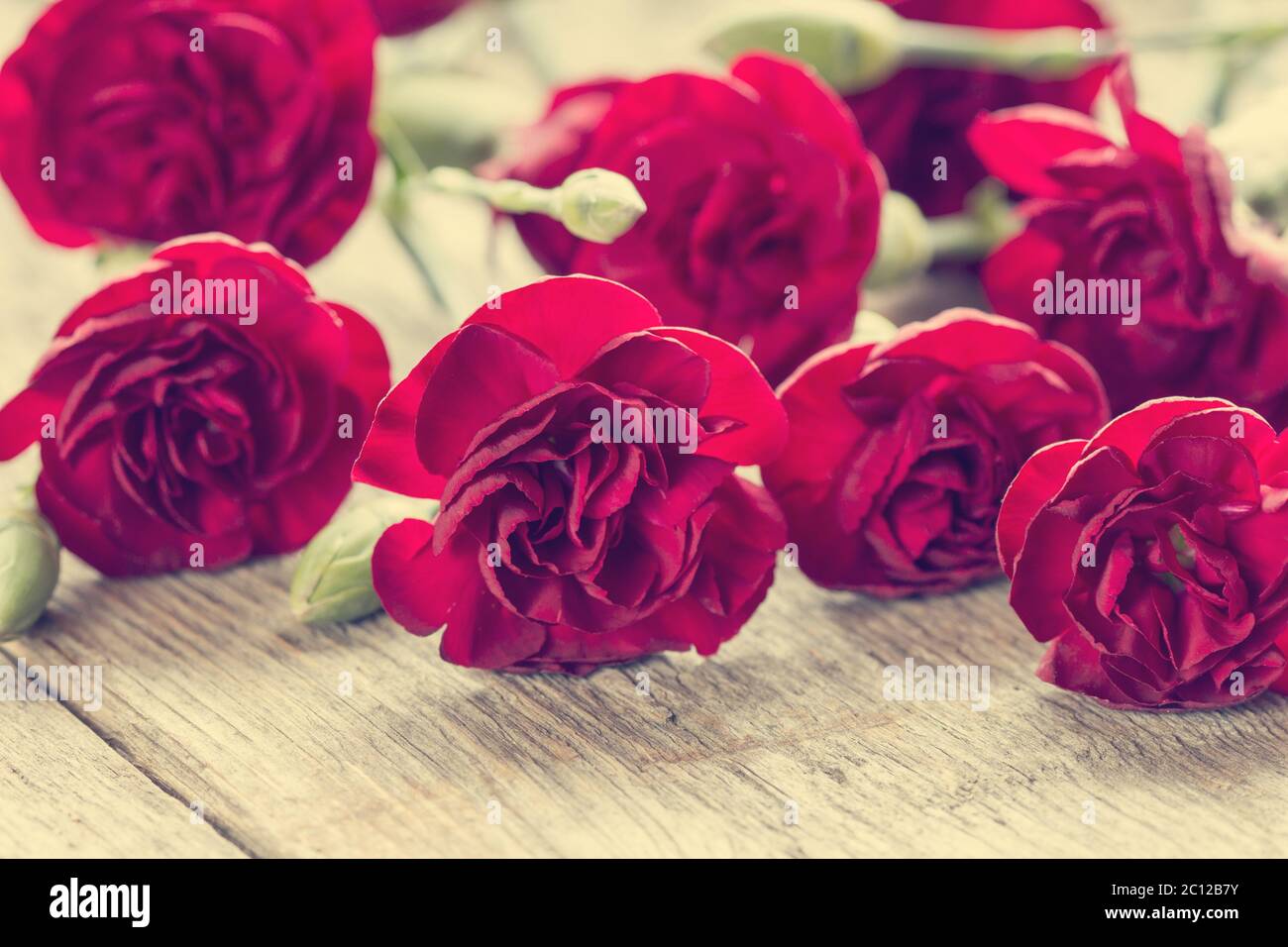 Bunch Of Carnations High Resolution Stock Photography and Images - Alamy