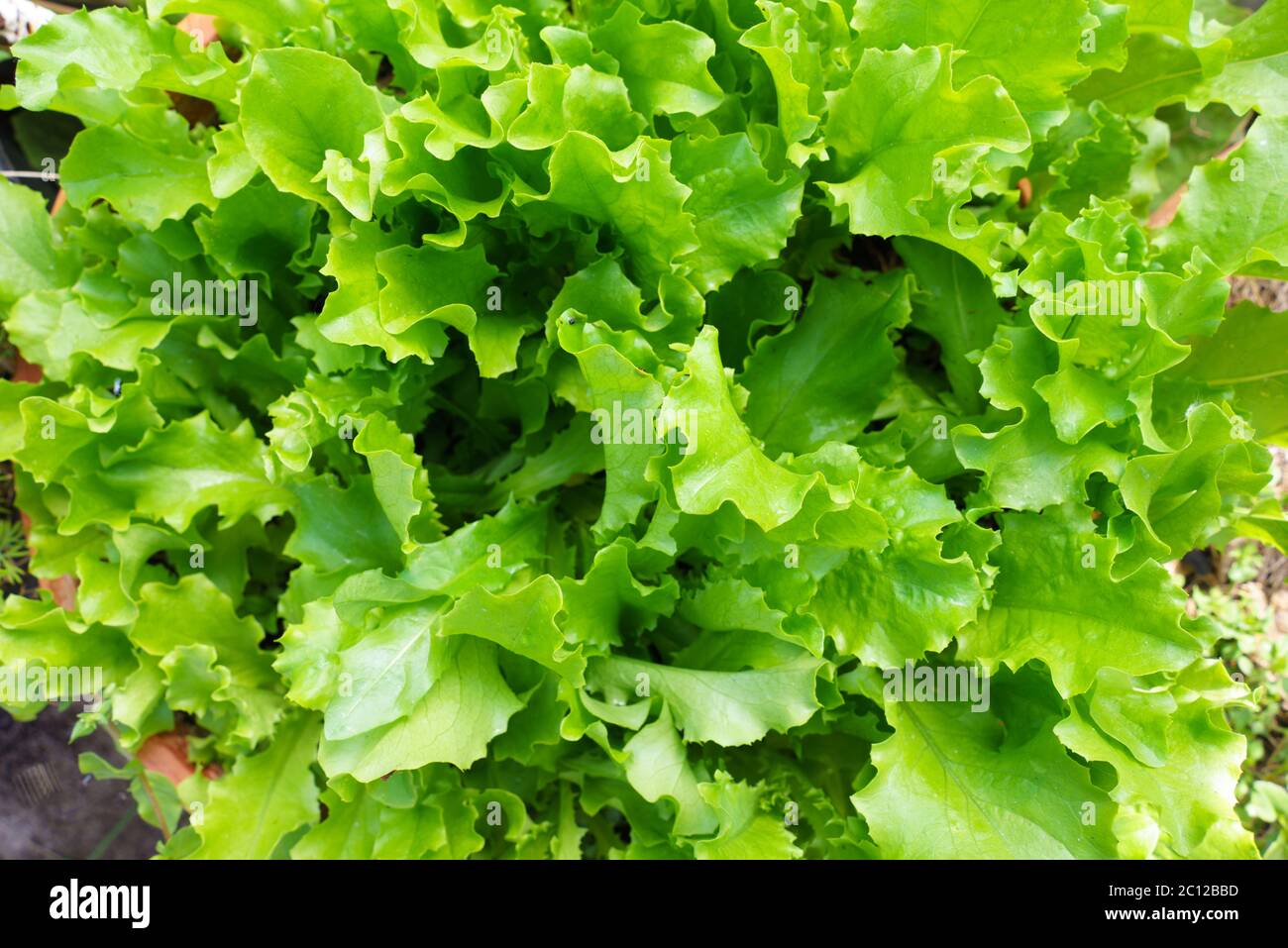 Whole iceberg lettuce hi-res stock photography and images - Alamy