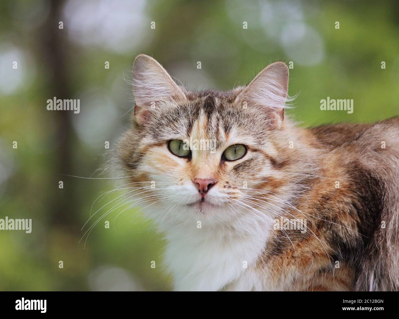lonely stray cat tortoiseshell tricolor color is sitting on the porch ...