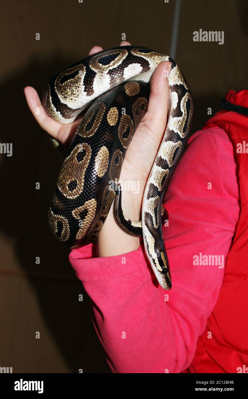 Dwarf snake hi-res stock photography and images - Alamy