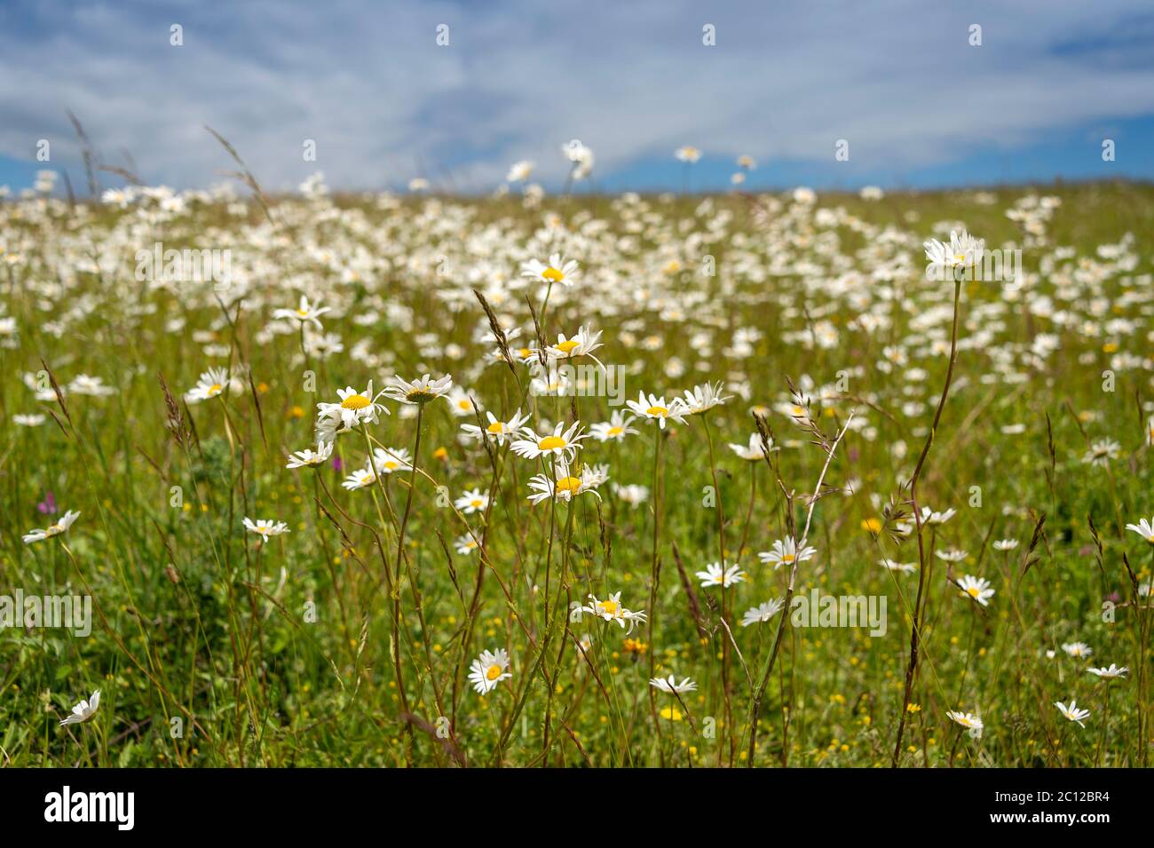 Field with daises - shallow field of depth Stock Photo - Alamy