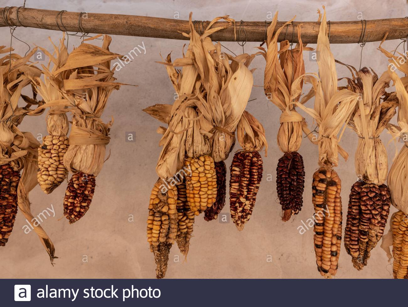 Drying yellow corn hi-res stock photography and images - Alamy