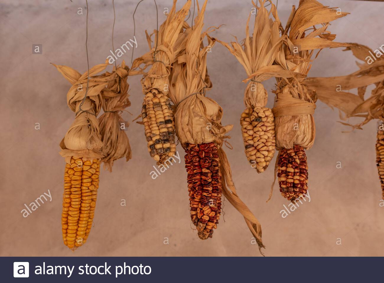 Texture raw corn cob hi-res stock photography and images - Alamy