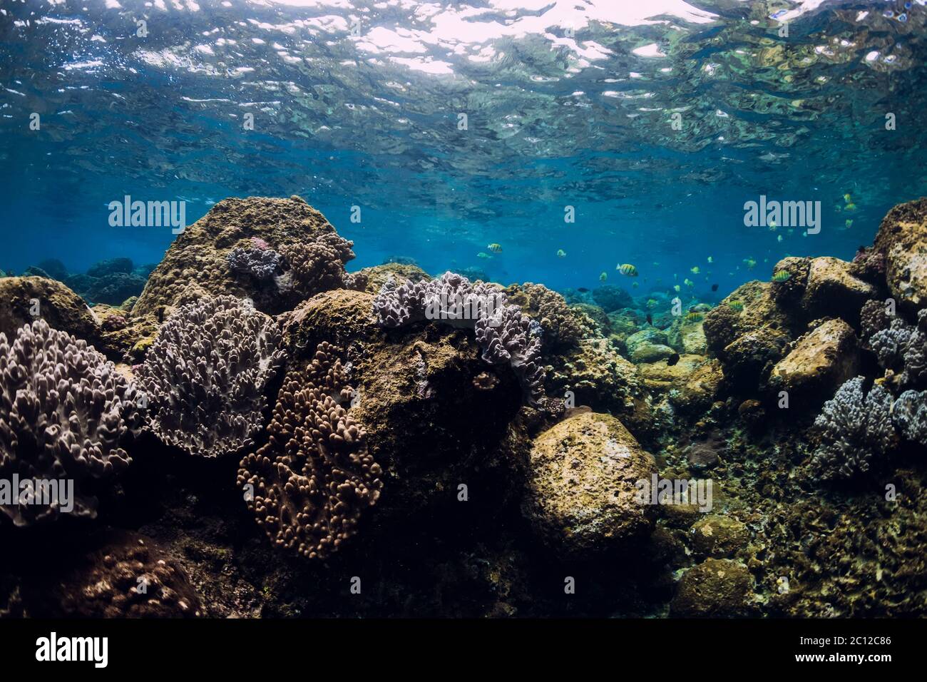 Underwater scene with corals, fish, rocks and sun rays. Tropical blue ...