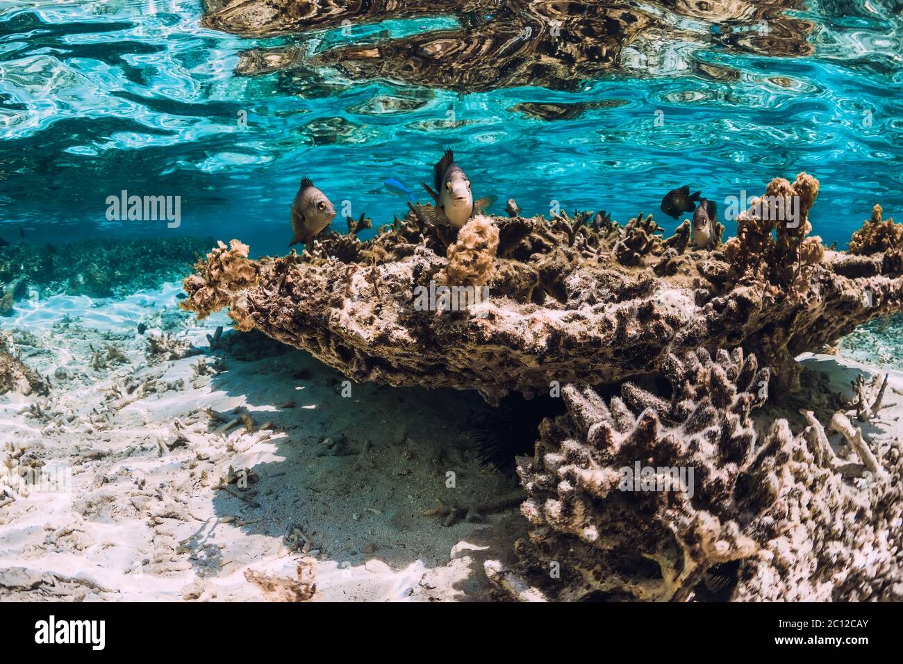 Underwater scene in maldives clear hi-res stock photography and images ...