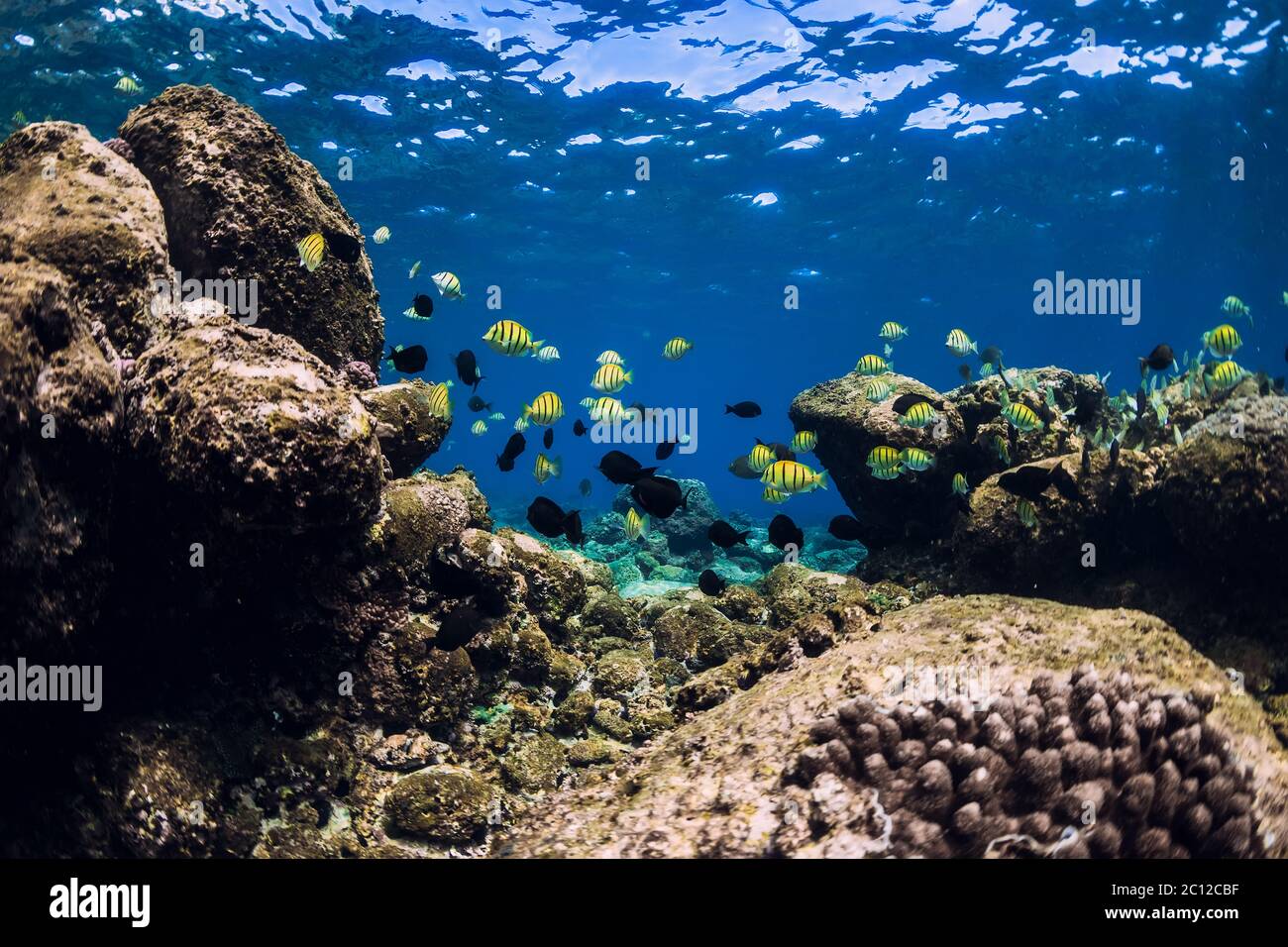 Underwater scene with stones and tropical fish. Blue ocean Stock Photo ...